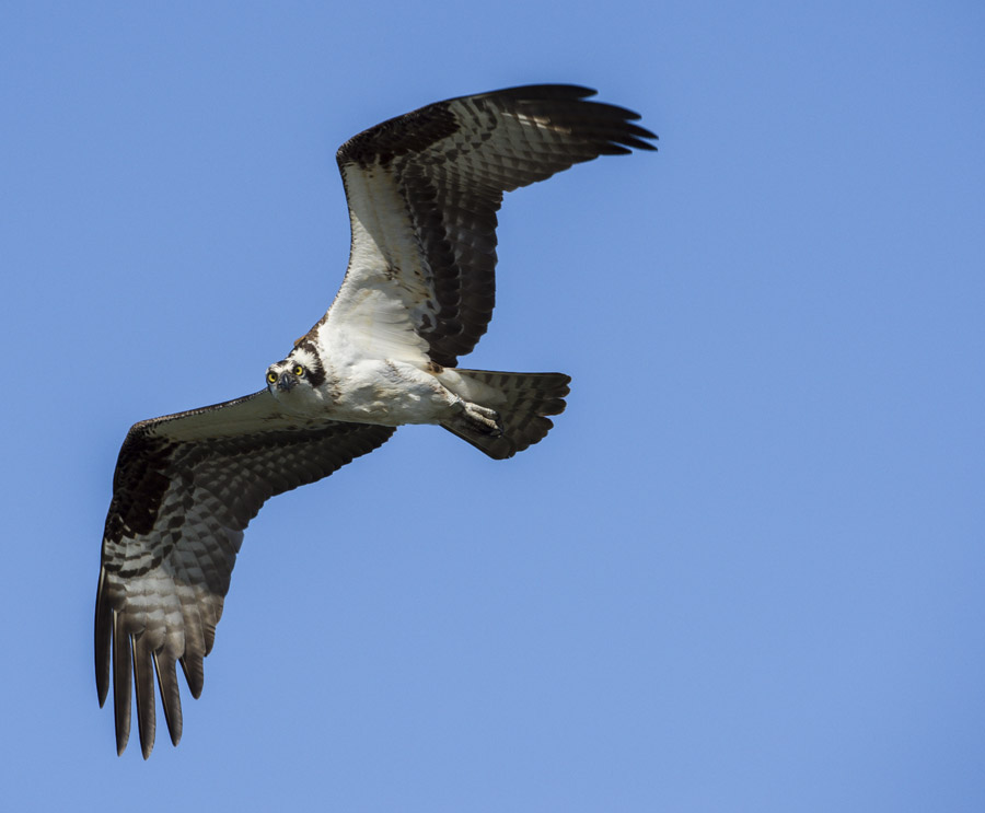 OspreyFlyLookBack2web-5633 - Osprey Photo Workshops and Tours