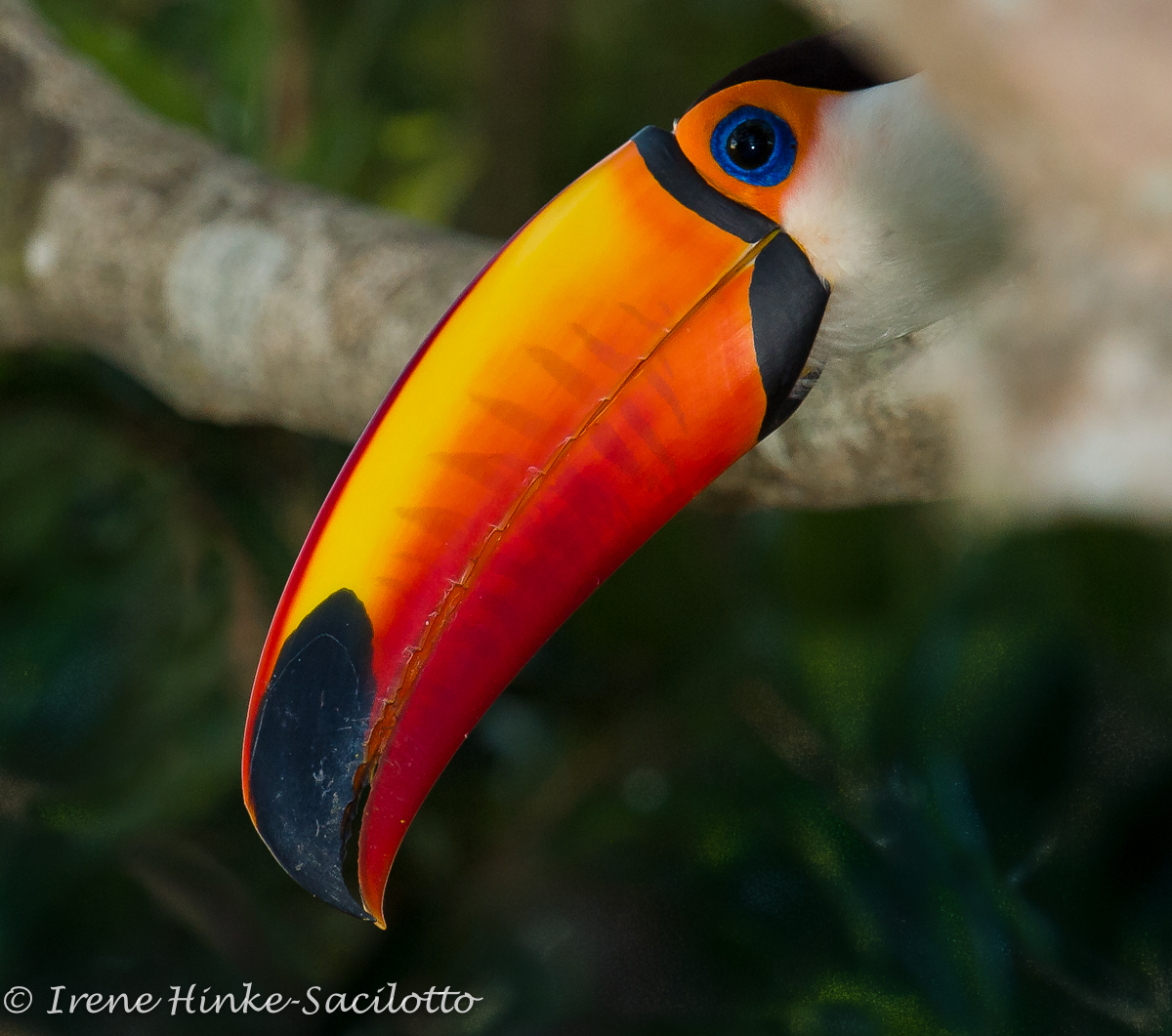 Toucan Head-4059 - Osprey Photo Workshops and Tours