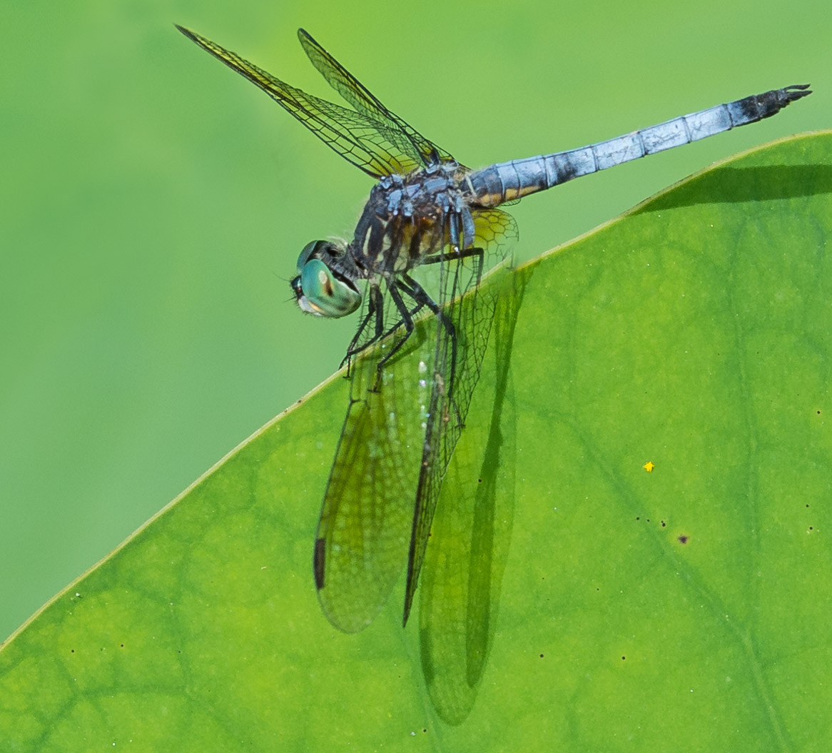DragonFly-4943V2WEB - Osprey Photo Workshops and Tours