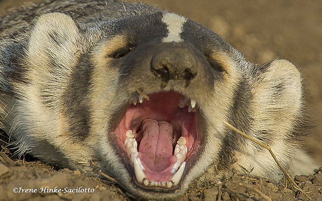 WB_BadgerYawn - Osprey Photo Workshops and Tours