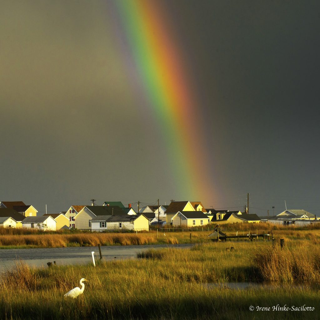 HeronRainbow-63652V4 - Osprey Photo Workshops and Tours