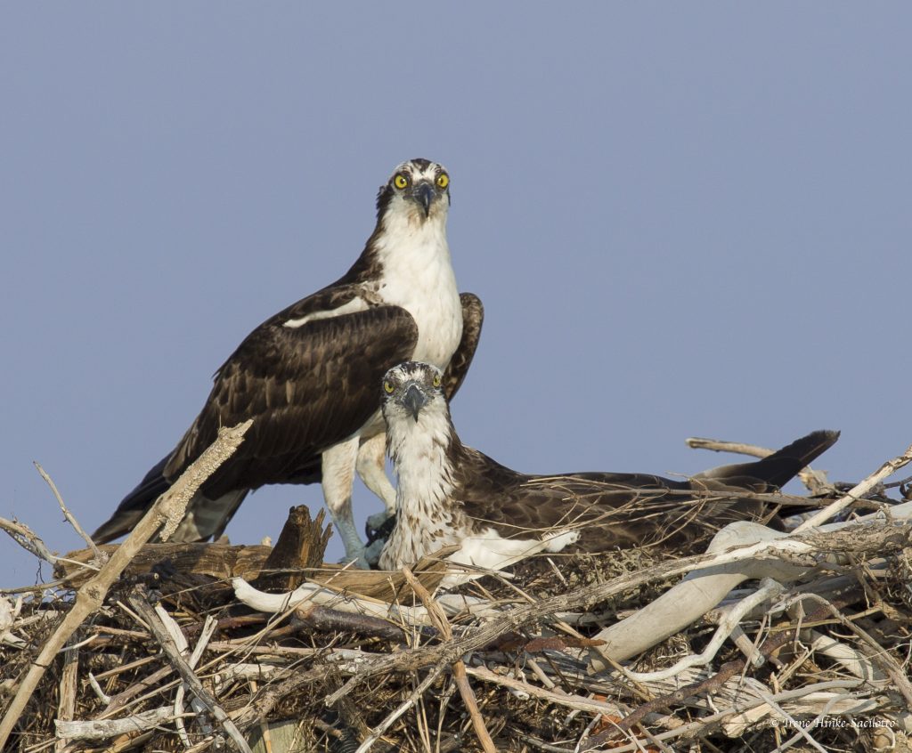 Osprey - Osprey Photo Workshops and Tours