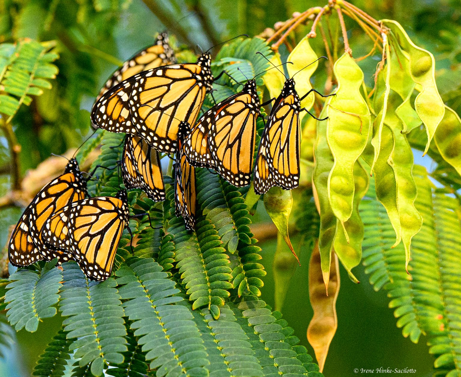The Wild Side of Tangier Island - Osprey Photo Workshops and Tours