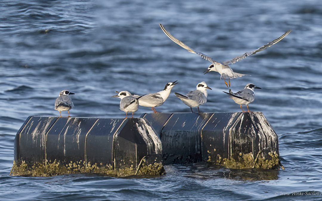 TernsOnFloatLanding-0473CRSHPLITE21920Lite copy - Osprey Photo ...